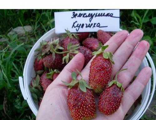 Земклуника купчиха
