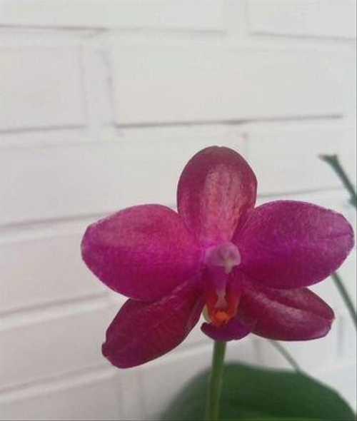 Орхидея Фаленопсис Mituo Sun King