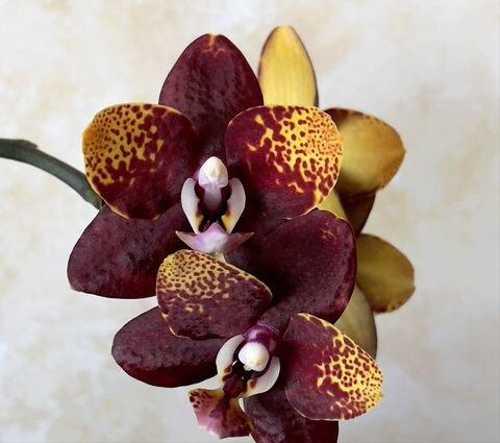 Орхидея Phal Chienlung black parrrot
