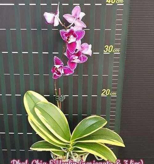 Орхидея Phal. Chia E Yenlin (variegata & 3 lips) в