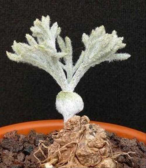 Eriospermum dregei, эриоспермум