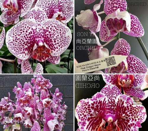 Орхидея фаленопсис Dragon Marple