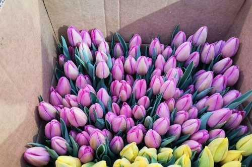 Тюльпаны нежно-фиолетовые