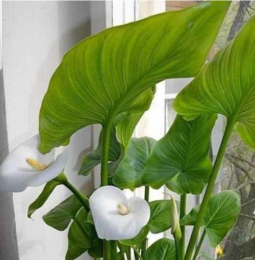 Калла белая эфиопская (детки)