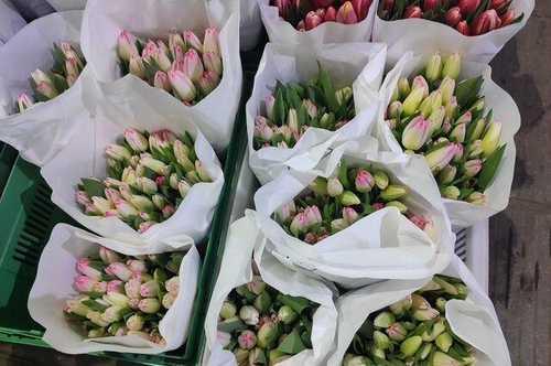 Тюльпаны иваново цена