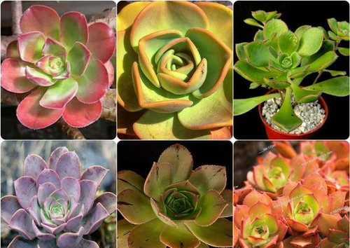 Aeonium, Эониумы, разные виды, семена