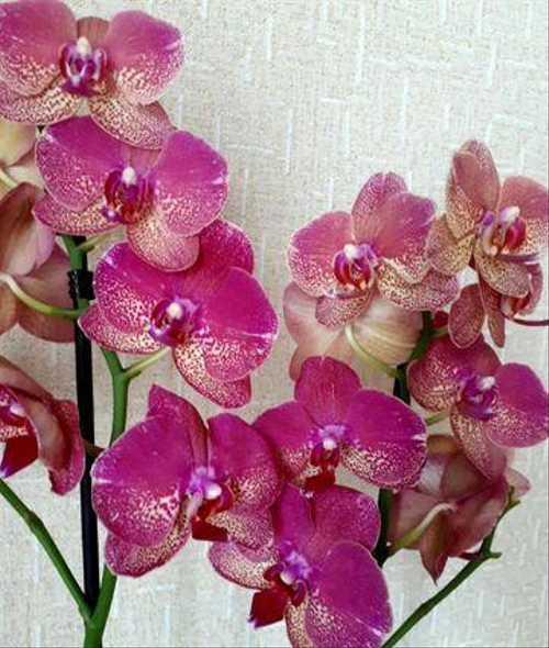 Орхидея фаленопсис " Рауль" цветёт