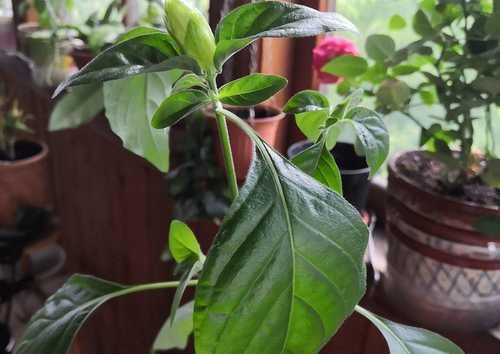 Белопероне