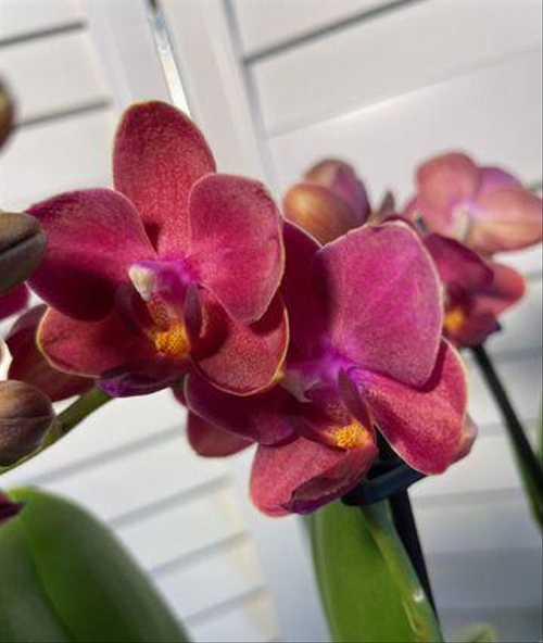 Орхидея фаленопсис мини