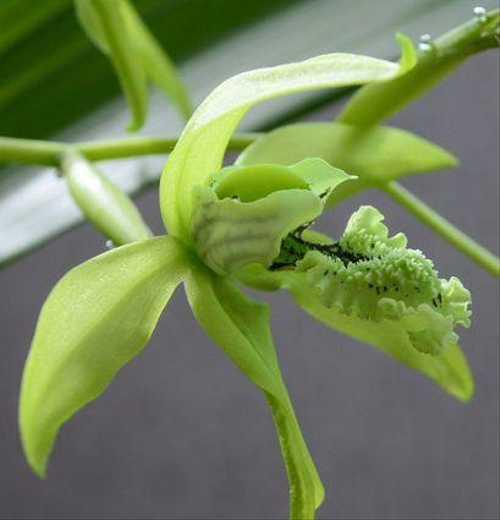 Орхидея Coelogyne pandurata