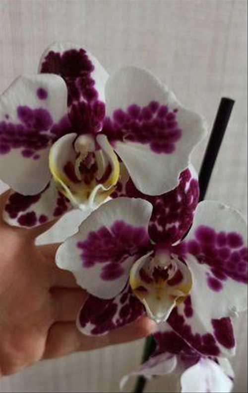 Орхидея бабочка