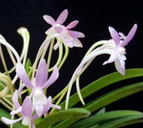 Neofinetia falcata Dalmahong