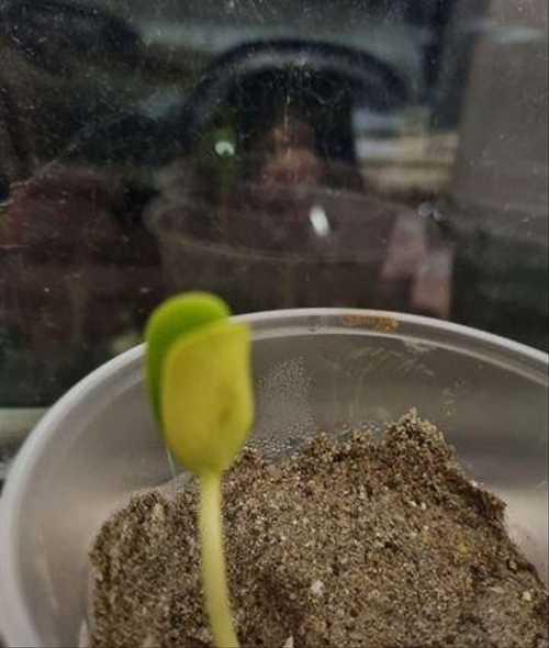 Семена Гледичия трехколючковая