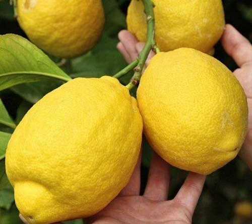 Лимон Киевский Крупноплодный
