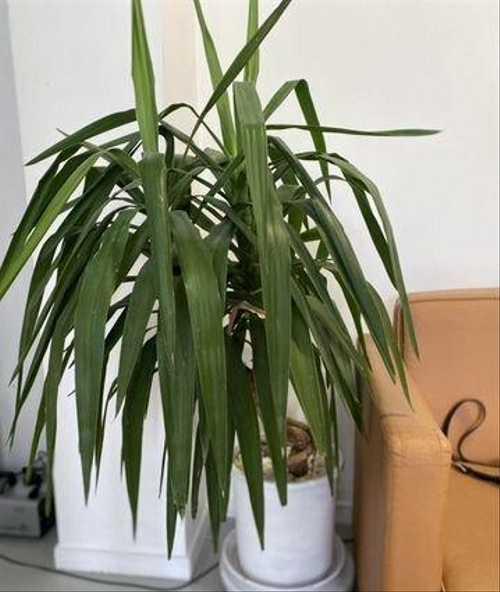 Комнатные растения юкка / пальма