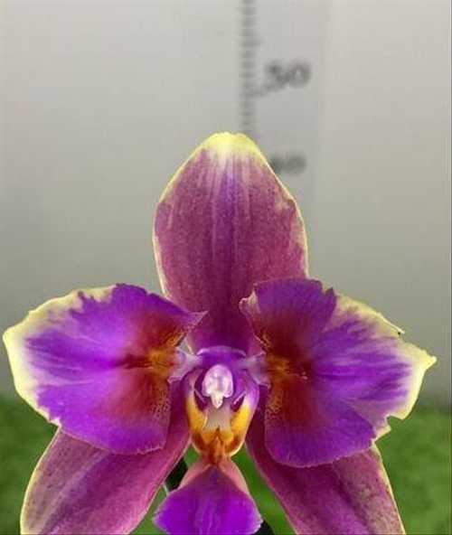 Орхидея фаленопсис Liodoro бабочка