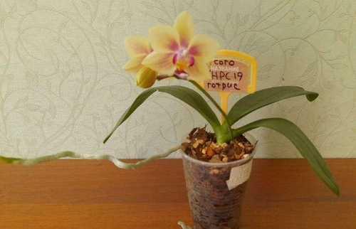 Орхидея фаленопсис Сого готрис