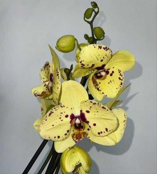 Орхидея пескара