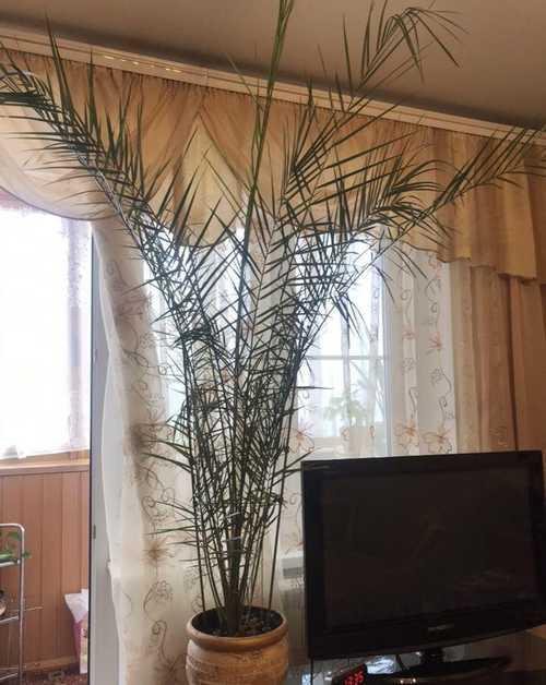 Пальма (комнатное растение)