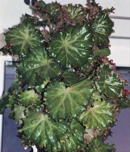 Бегония Begonia 'Bunchii'