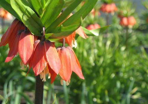Луковицы императорских рябчиков