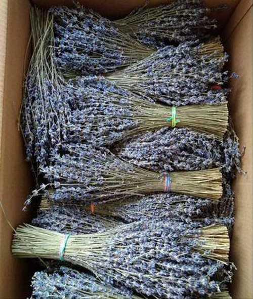 Лаванда сухоцвет