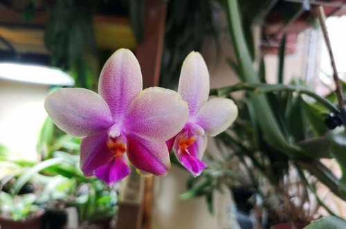 Орхидея фаленопсис phal Liodoro (duft)