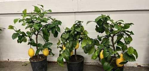 Лимон комнатный / Лимонное дерево цветы плоды