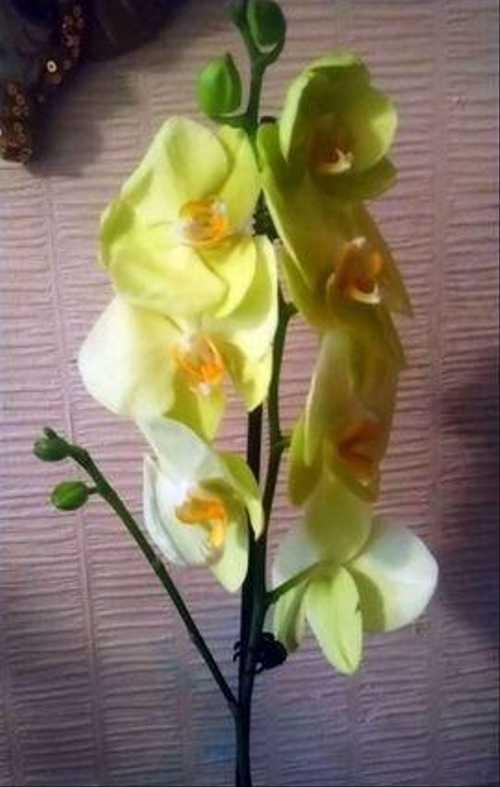 Орхидея фаленопсис Саммер Брайт