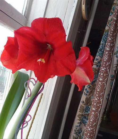 Гиппиаструм