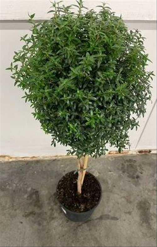 Комнатное растение Миртовое дерево/ Мирт Н 73 см