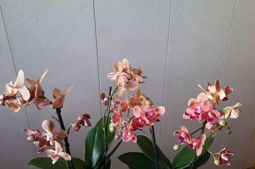 Орхидеи Бабочка Paprica и Monaco Бабулетка