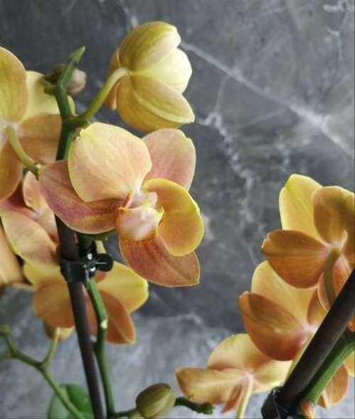 Орхидея фаленопсис Брион (Brion)