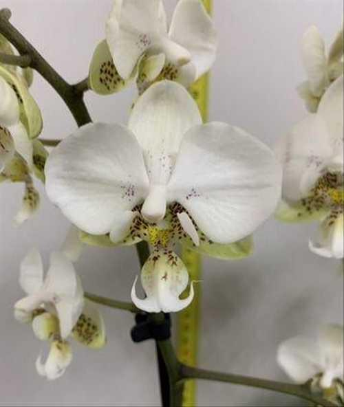 Орхидея фаленопсис стюартина или пико чип