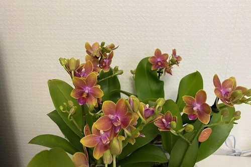 Орхидея фаленопсис PF-086 Ароматная