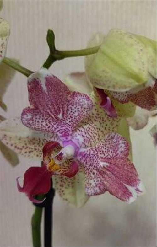 Орхидея фаленопсис бабочка Maya