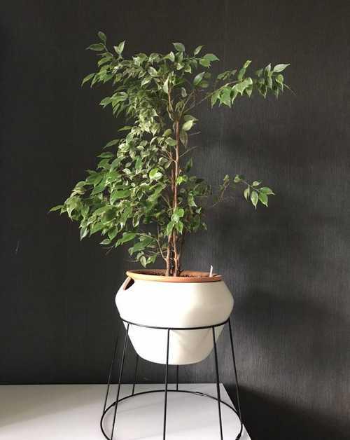 Фикус Кинки (Ficus Kinky)
