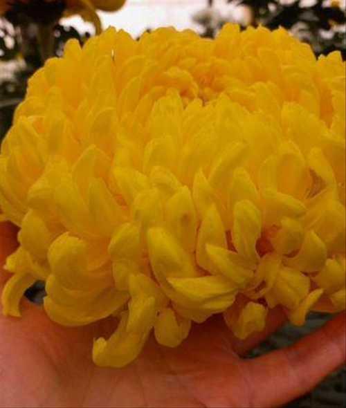 Хризантема