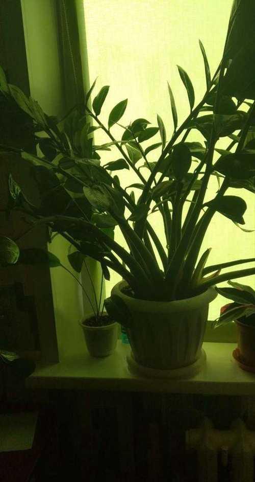 Дефимбахия. Большой цветок