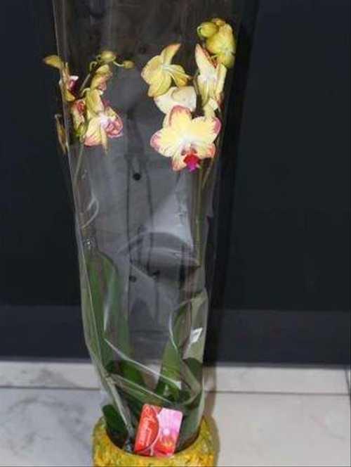 Орхидея фаленопсис жёлтая в кашпо Ананас 960122