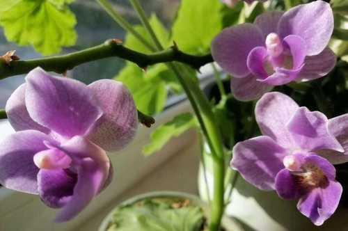 Орхидея Violet Queen мини