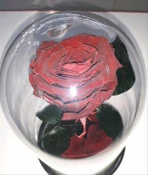 Фото Настоящей Розы