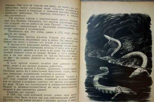 Н.Плавильщиков "Дракон Ольм"(из жизни природы)