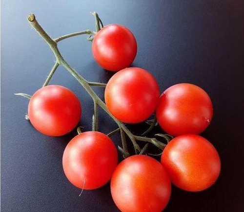 Рассада помидор томатов сортовых