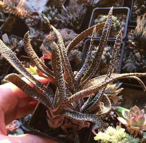 Гастерия Gasteria verrucosa