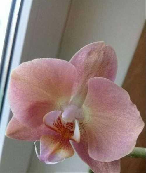 Орхидея фаленопсис домашняя а-ля Легато