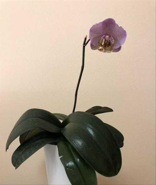 Орхидея манхеттен