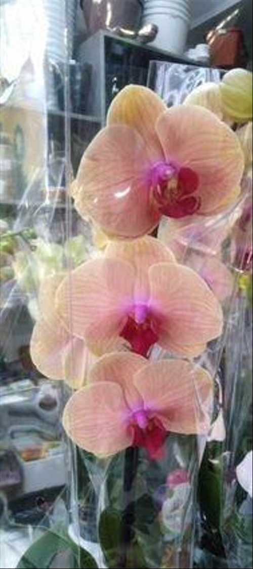 Орхидея фаленопсис caribian dream