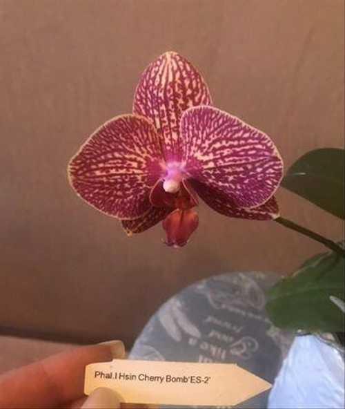 Орхидея фаленопсис Cherry Bomb