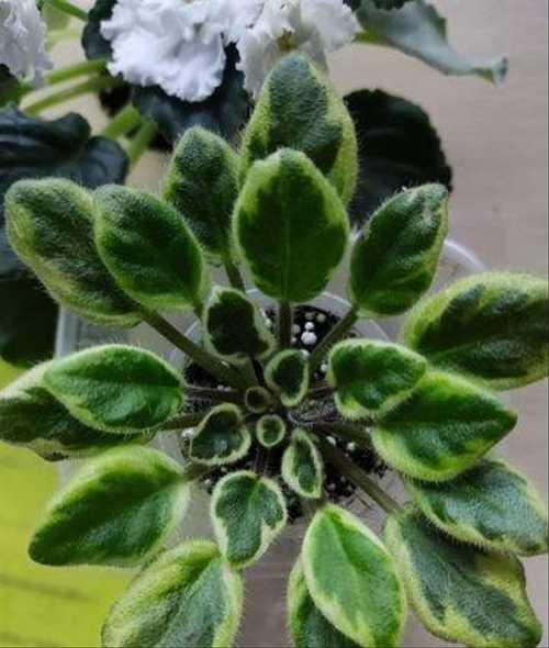 Фиалка листовая химера